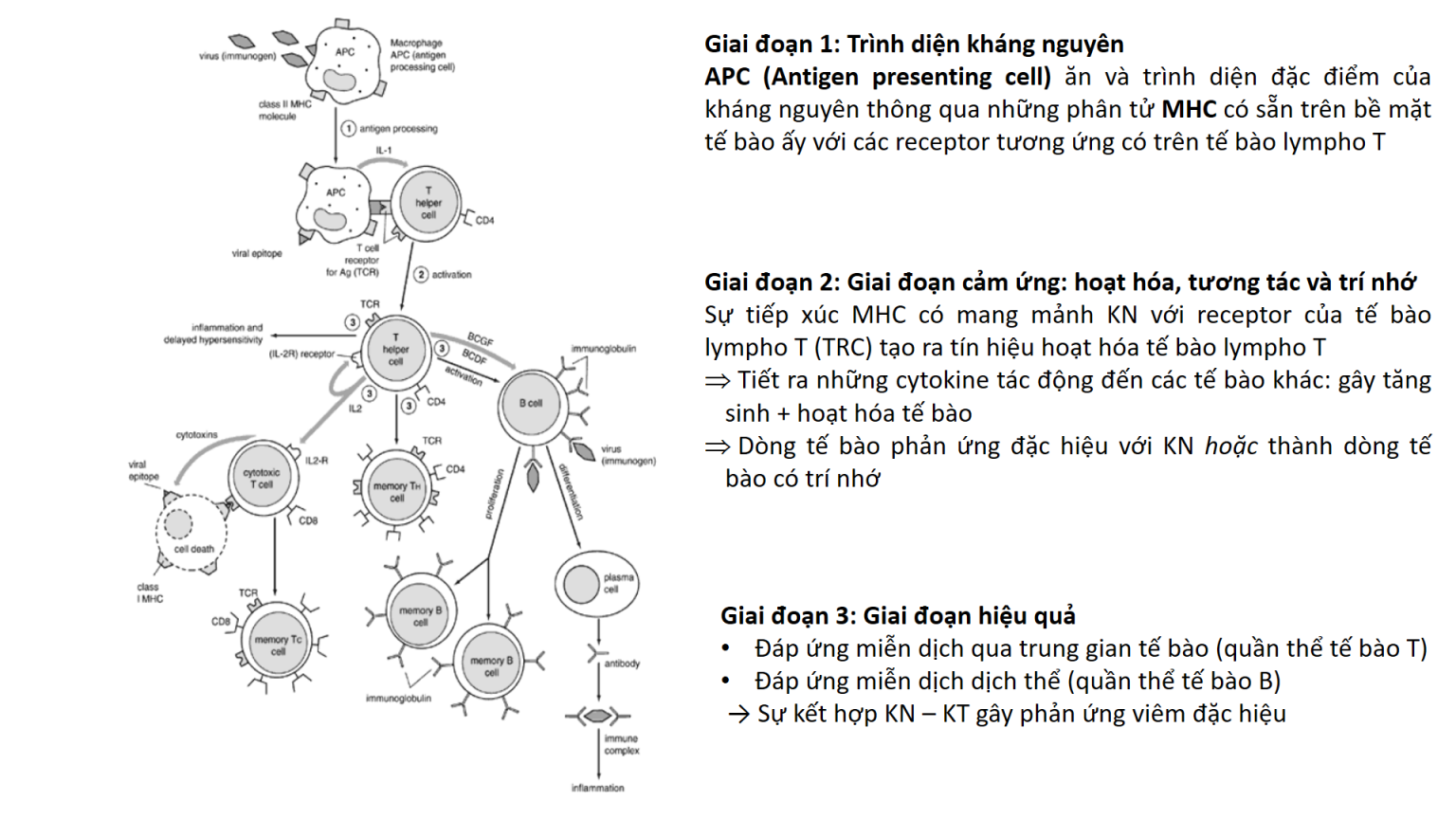 Miễn dịch học cơ bản – Eye World
