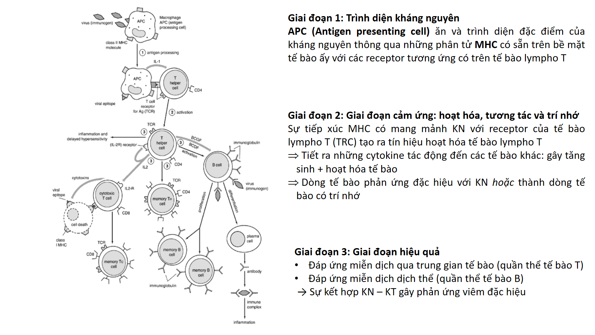 Miễn dịch học cơ bản – Eye World